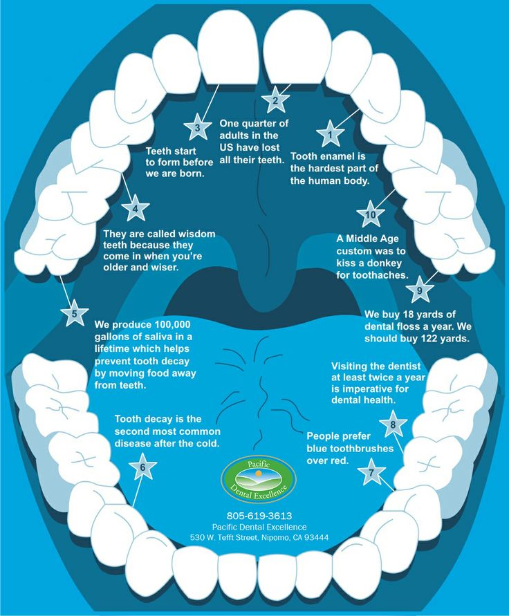 Fun Facts about your teeth...